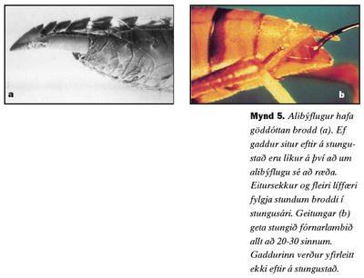 Geitunga- og býflugnaofnæmi - nýr vágestur á Íslandi? | Fræðigreinar ...